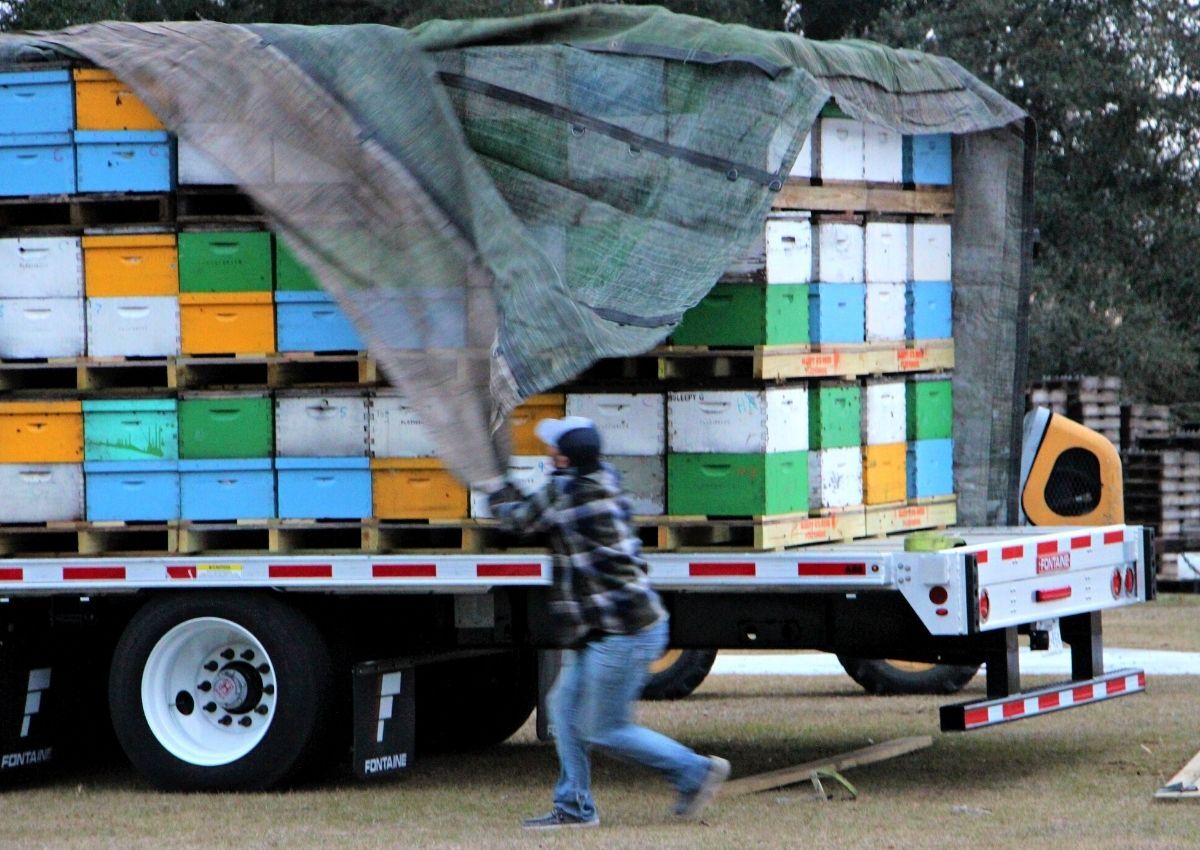 Keepers send 20 million bees to CA almond farms