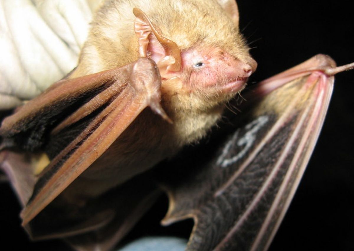 FWC: Now is the time to evict bats from your home