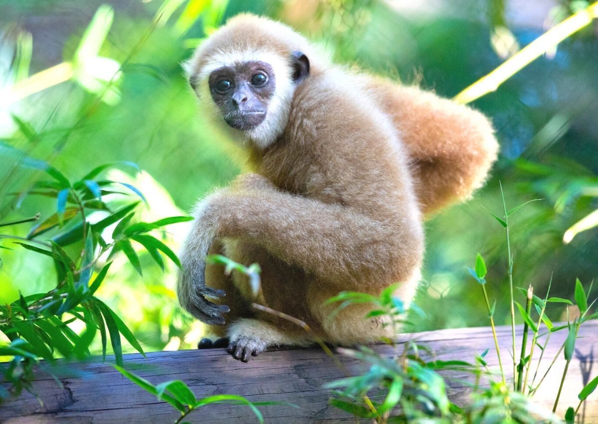 Baby gibbon receives new name