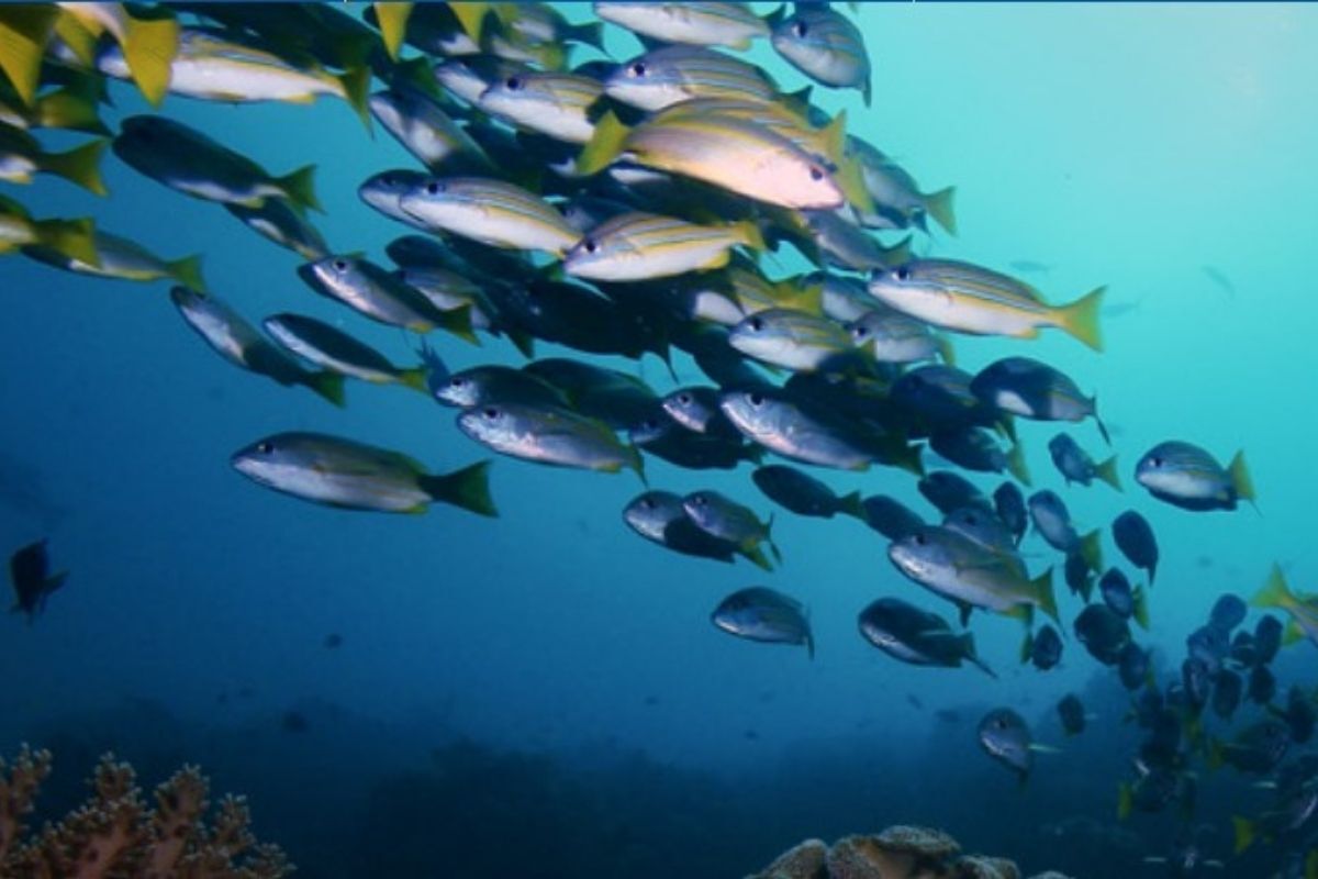 Research finds fish sounds important to ecosystems