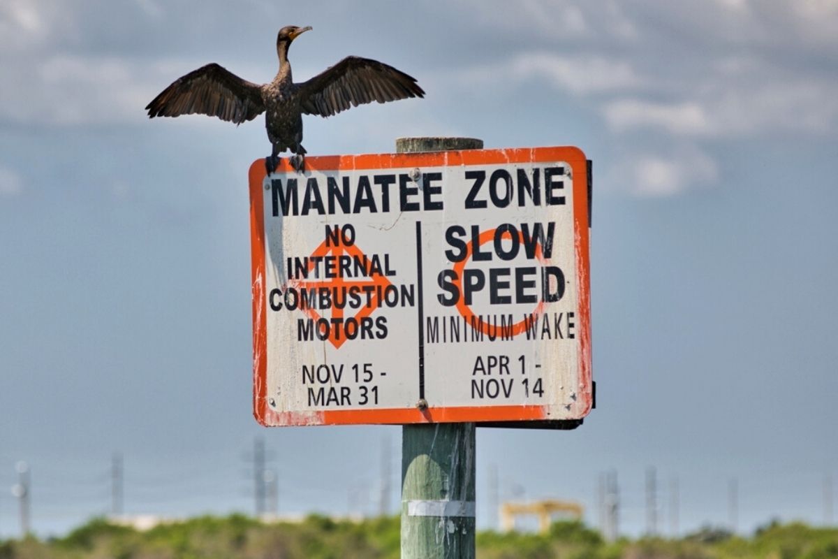 FWC: Boaters slow down for manatees