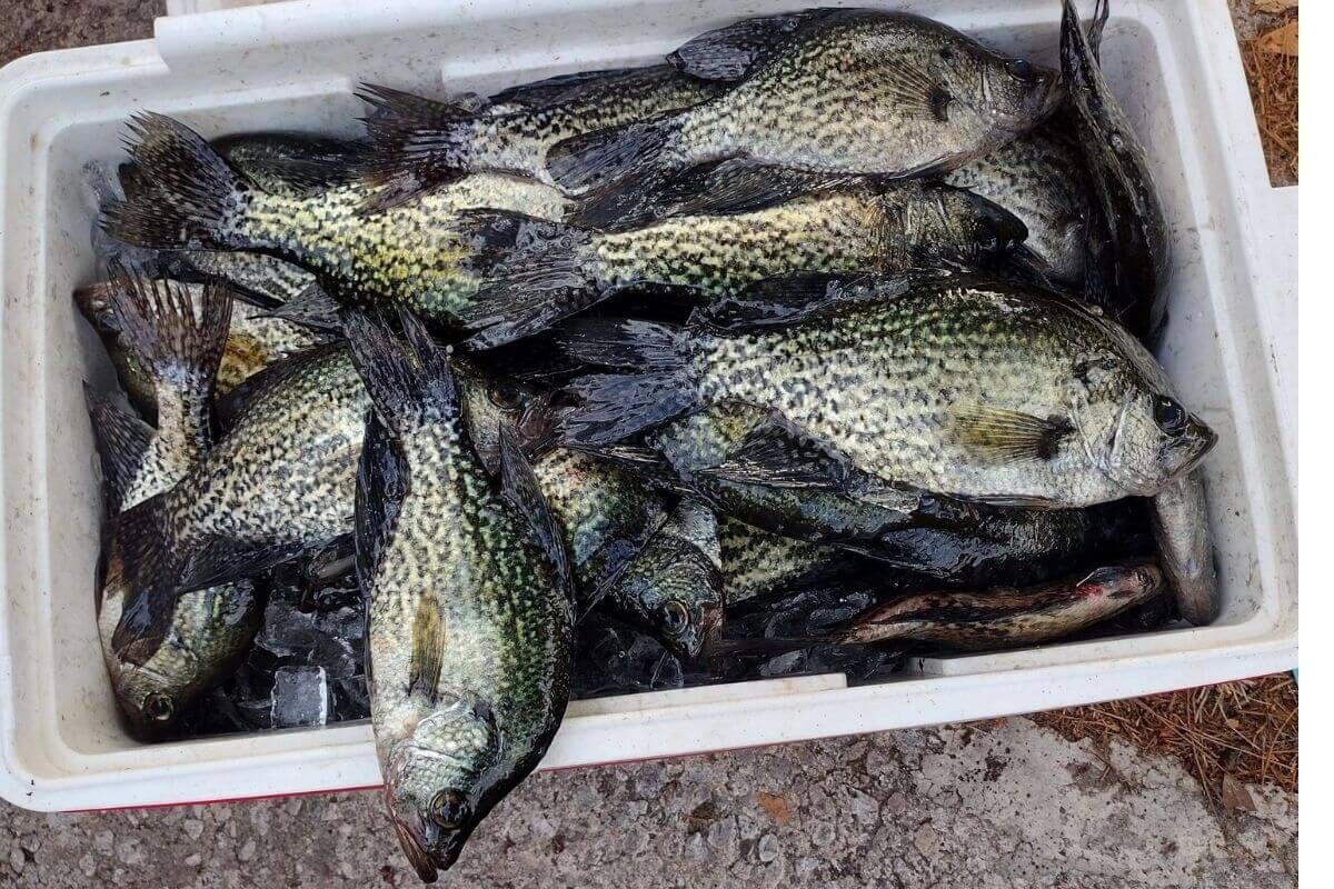 Fishing report: Signs of fish behavior shift