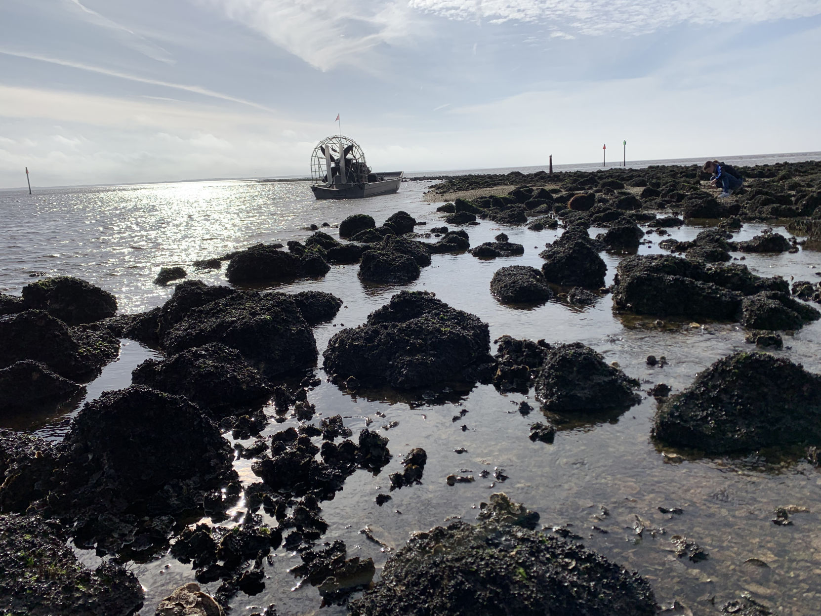 Oysters are returning to Cedar Key