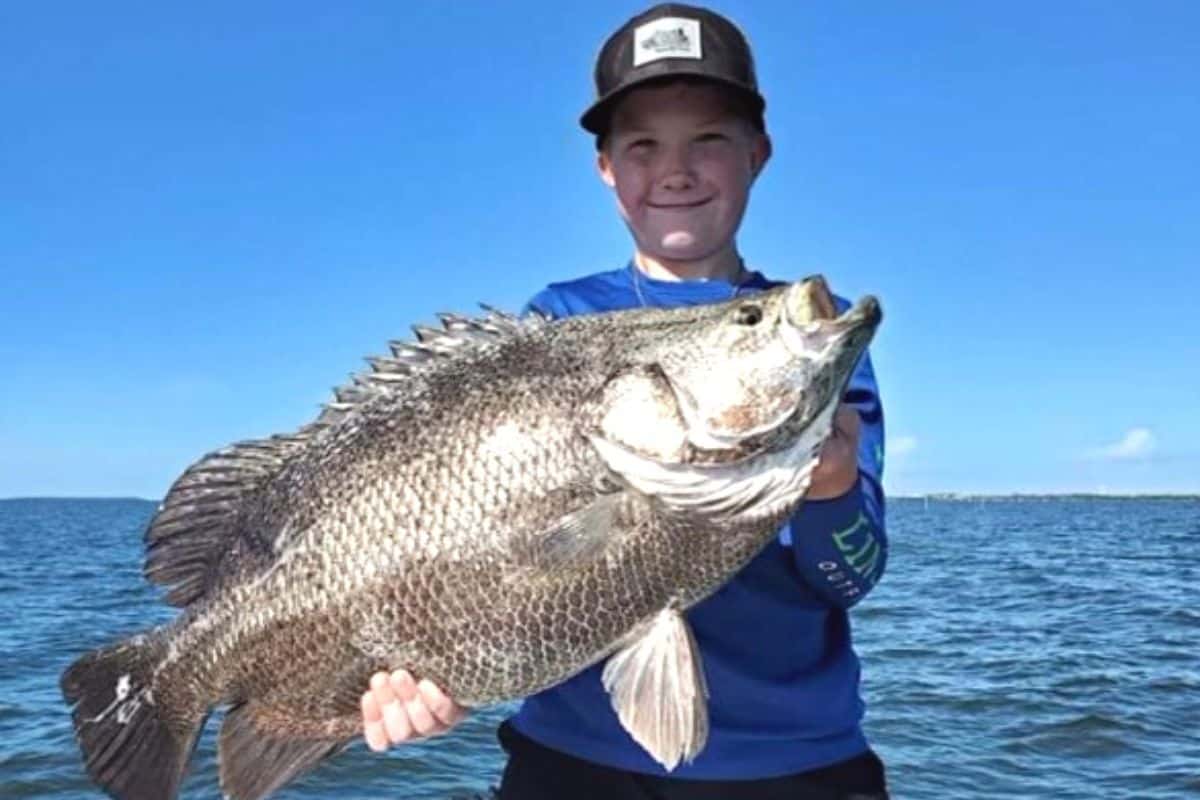 Fishing report: Fish and shrimp all around