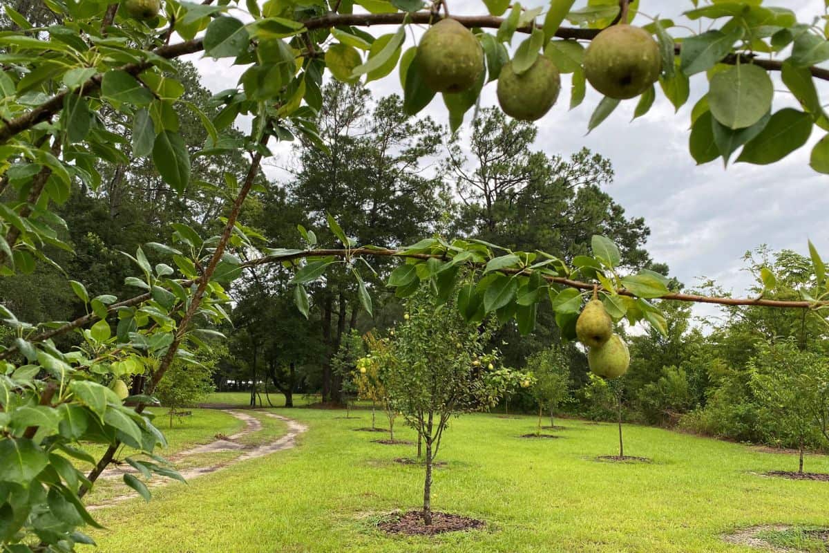 Gainesville wins award for edible groves program