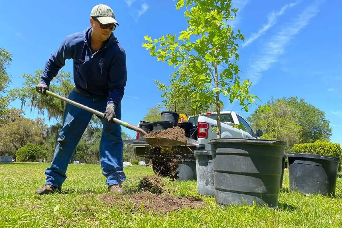 Gainesville earns 42nd straight Tree City honor