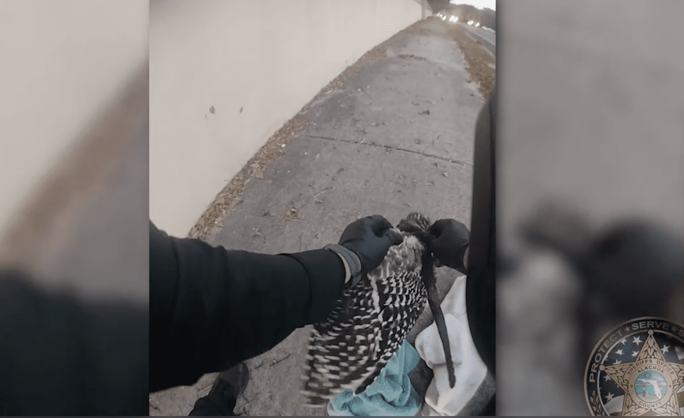 Video: ACSO deputy separates fighting hawk, snake