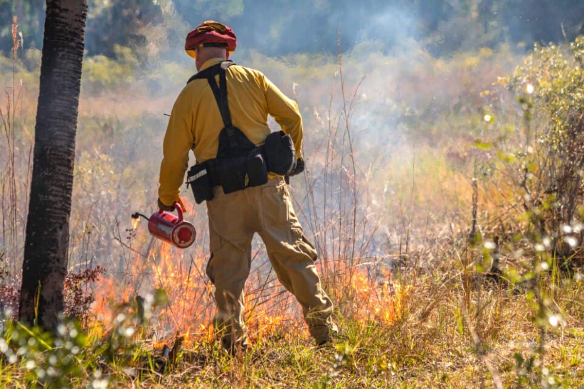 GNV festival to celebrate prescribed fire use