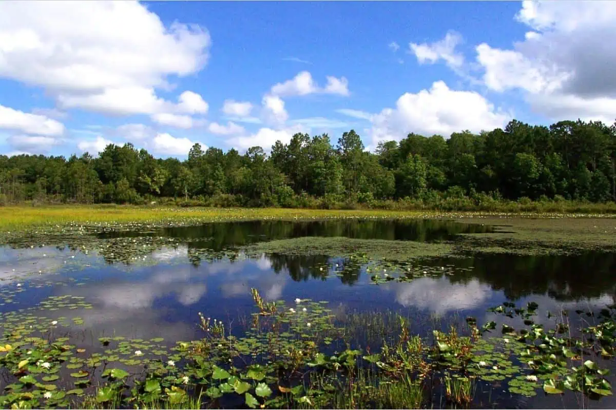 Alachua County to buy 650 acres for conservation