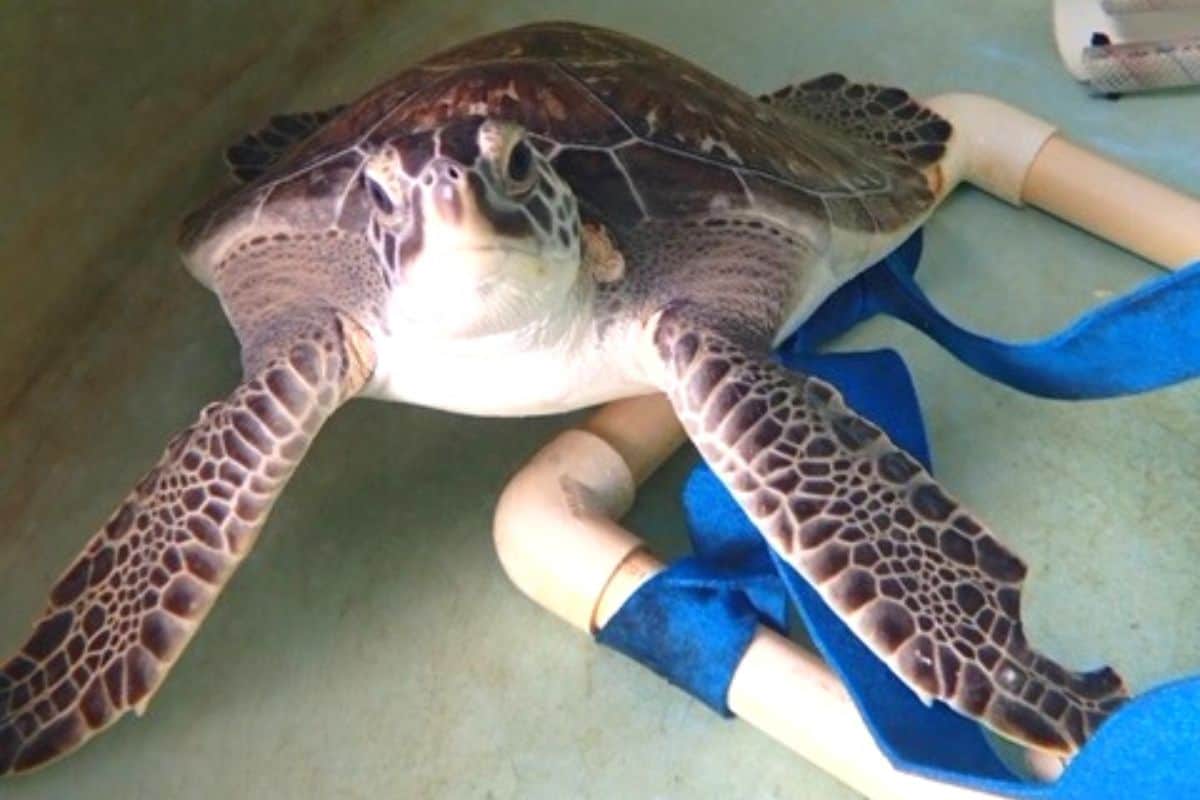 Medical facility teams with UF to aid turtles
