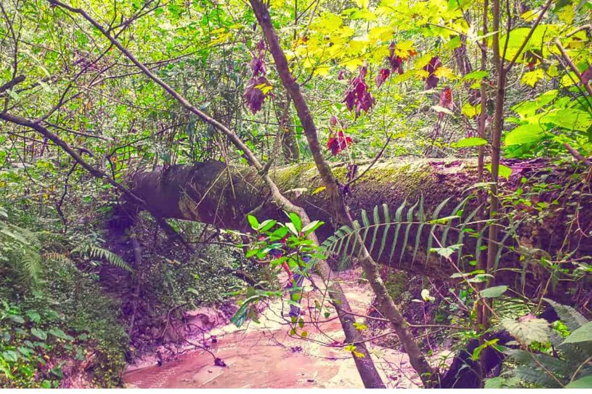 Cinema Verde to celebrate Earth Day