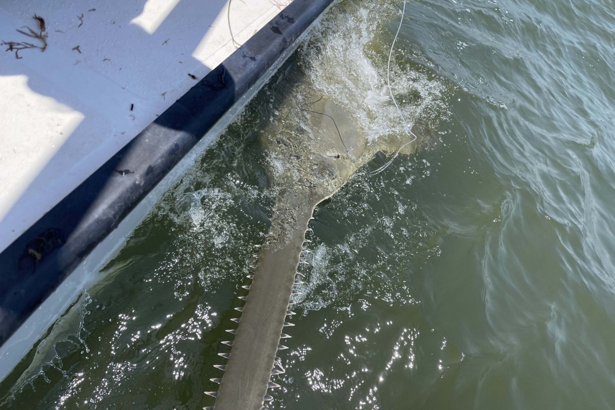 Museum researchers tag sawfish in Cedar Key