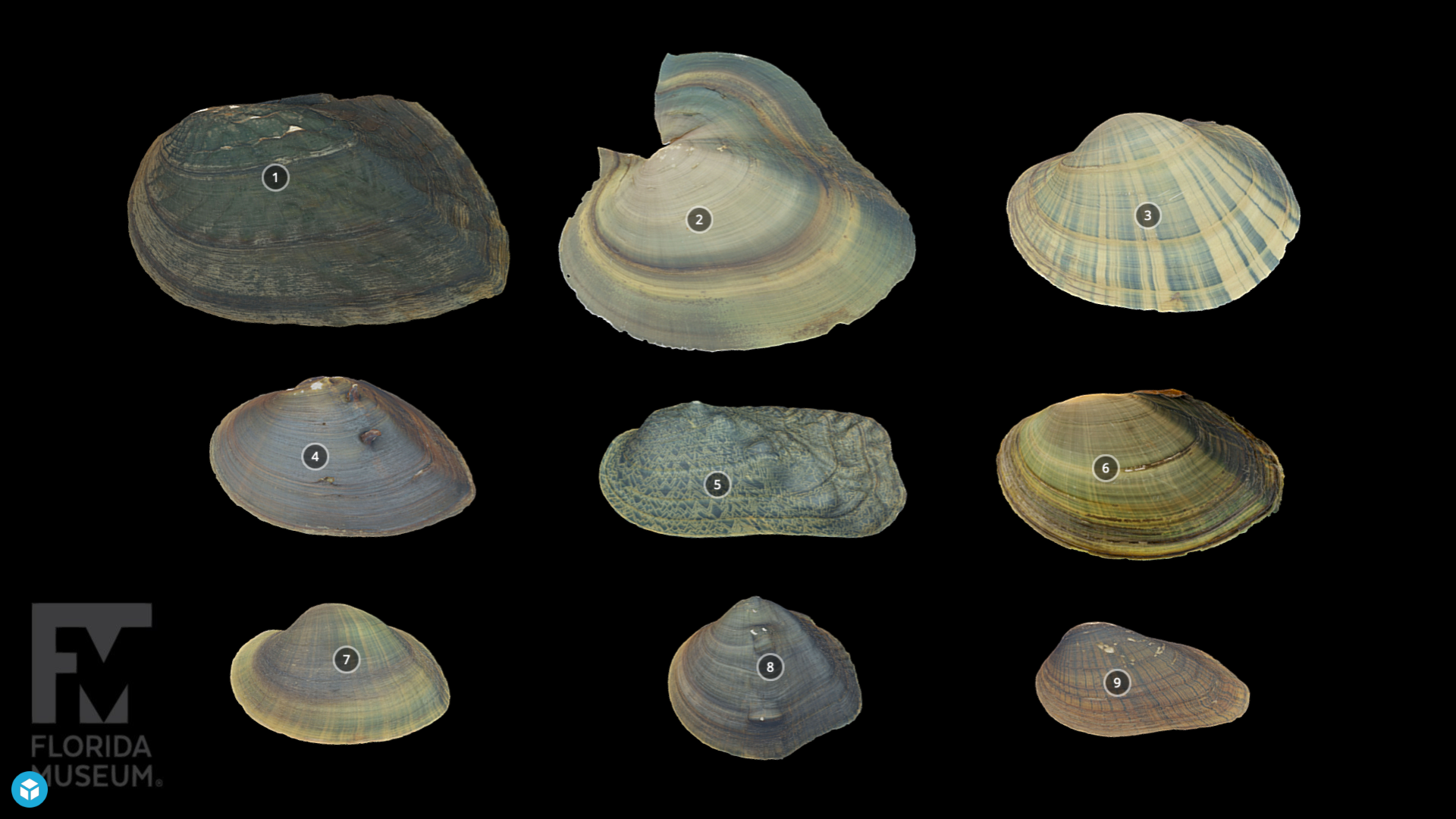 Scientist 3D model endangered mussels for training