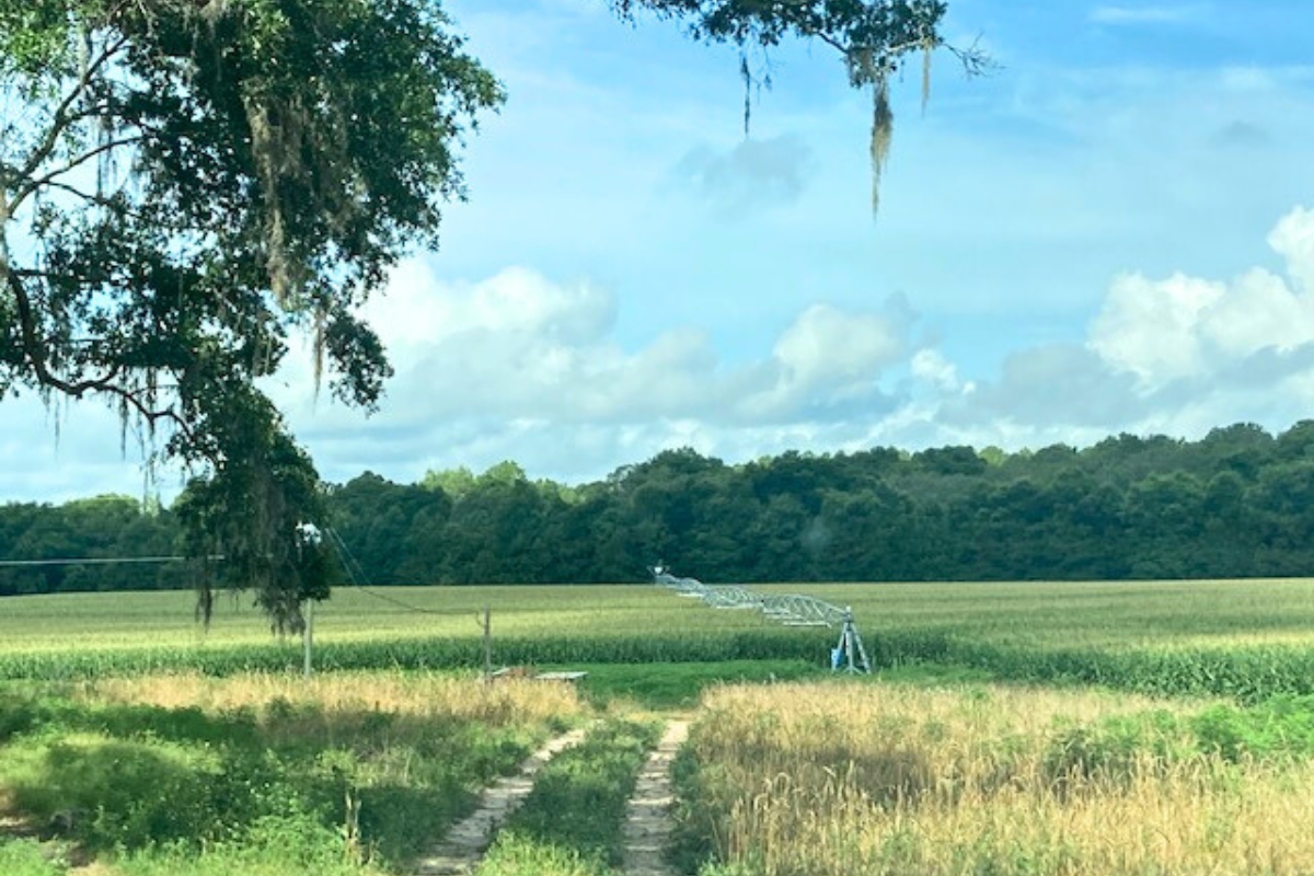 Alachua Conservation Trust adds Gilchrist County farm to protected list