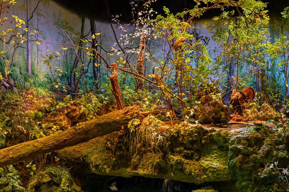 Florida Museum of Natural History opens new exhibit
