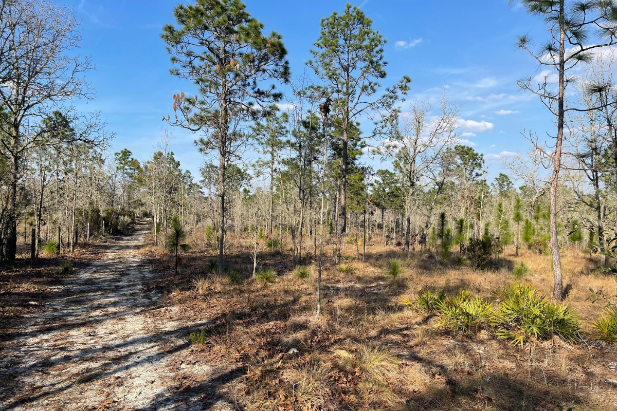 Land acquisition to add 290 acres to Goethe State Forest