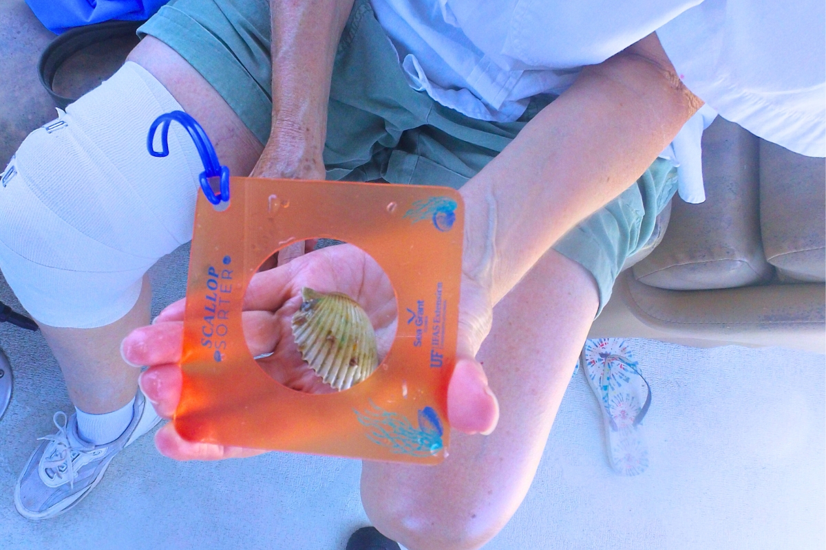 UF, Florida Sea Grant offers free scallop sorting tool