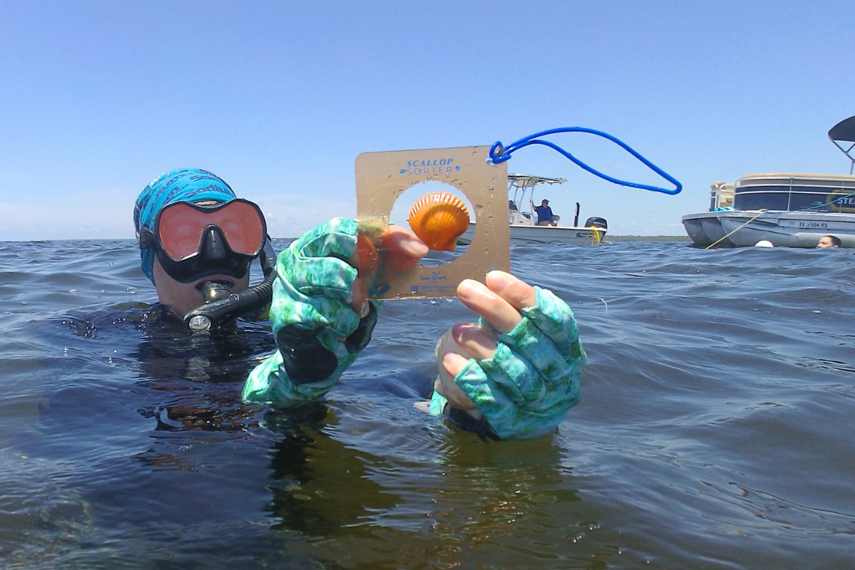 UF, Florida Sea Grant offers free scallop sorting tool