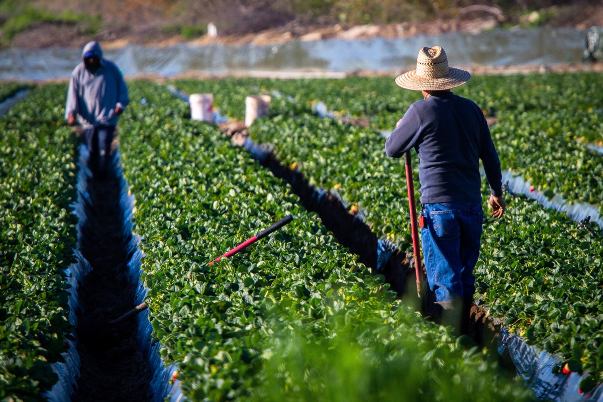 UF/IFAS: Heat-related illness toolkit created to help agricultural workers