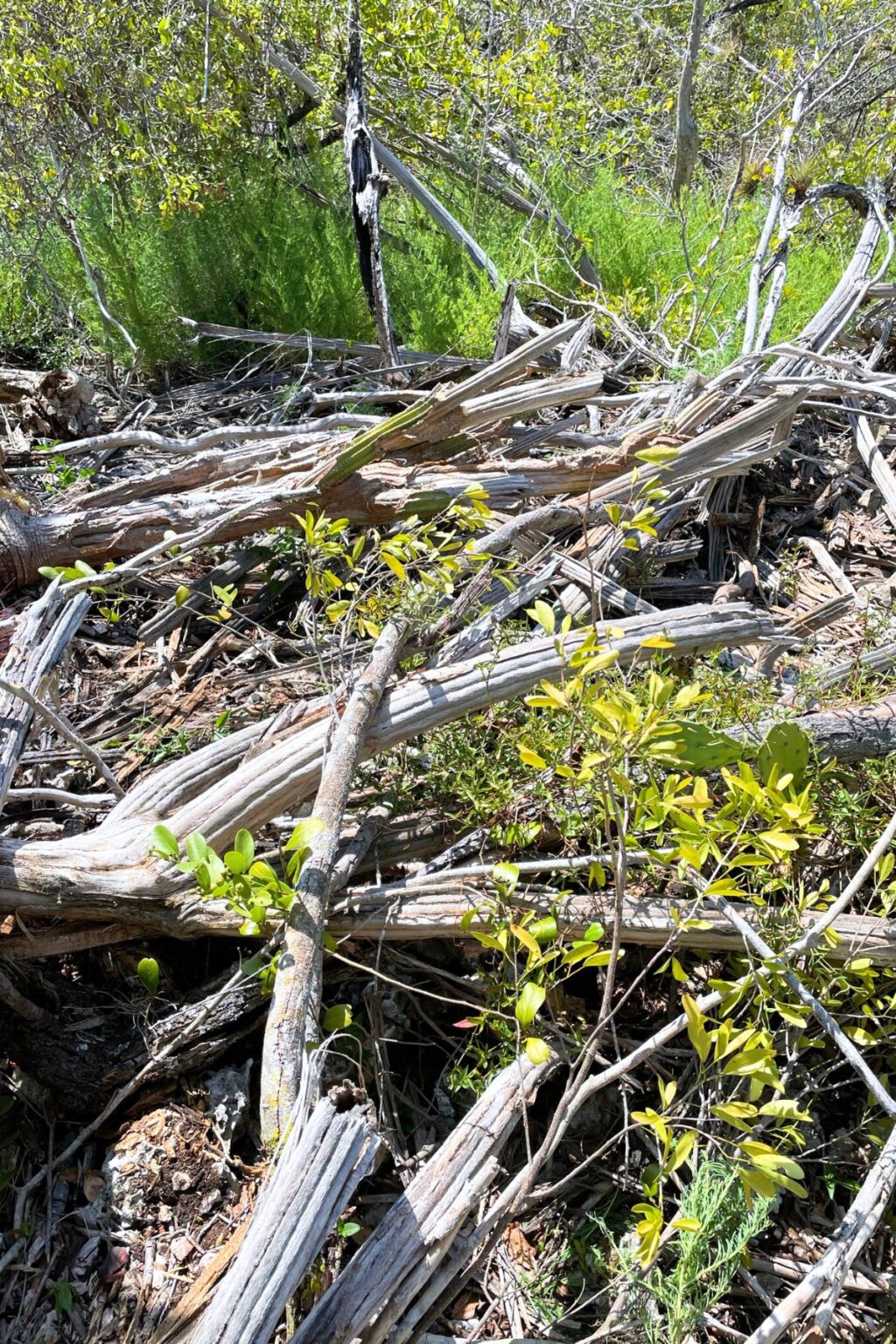 First local extinction in U.S. due to sea level rise