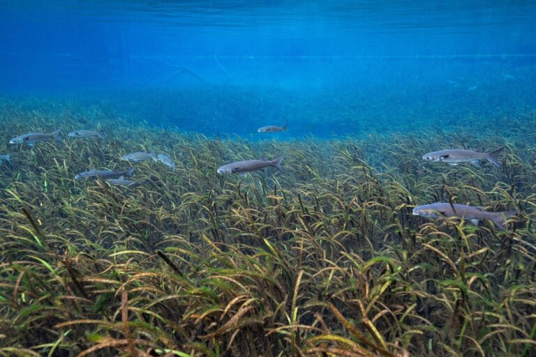 Florida Museum’s newest gallery exhibit features local springs photos