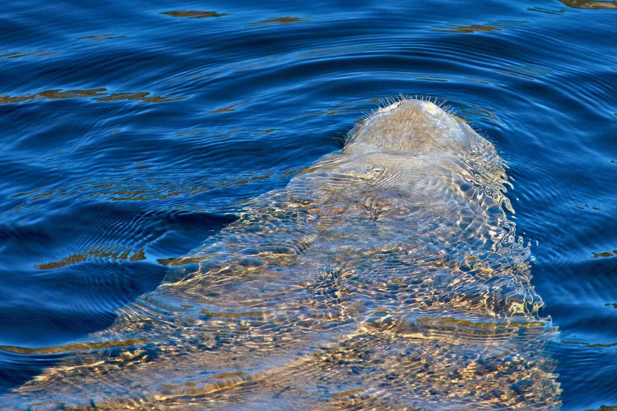FWC: Manatees are on the move – go slow and look out below