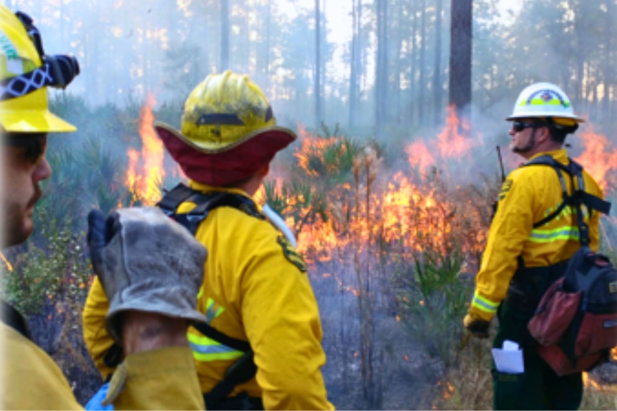 Florida Forest Service set to start prescribed burning