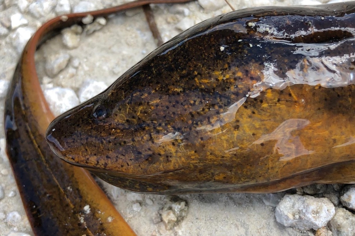 Public urged to report invasive Asian swamp eel species in Florida
