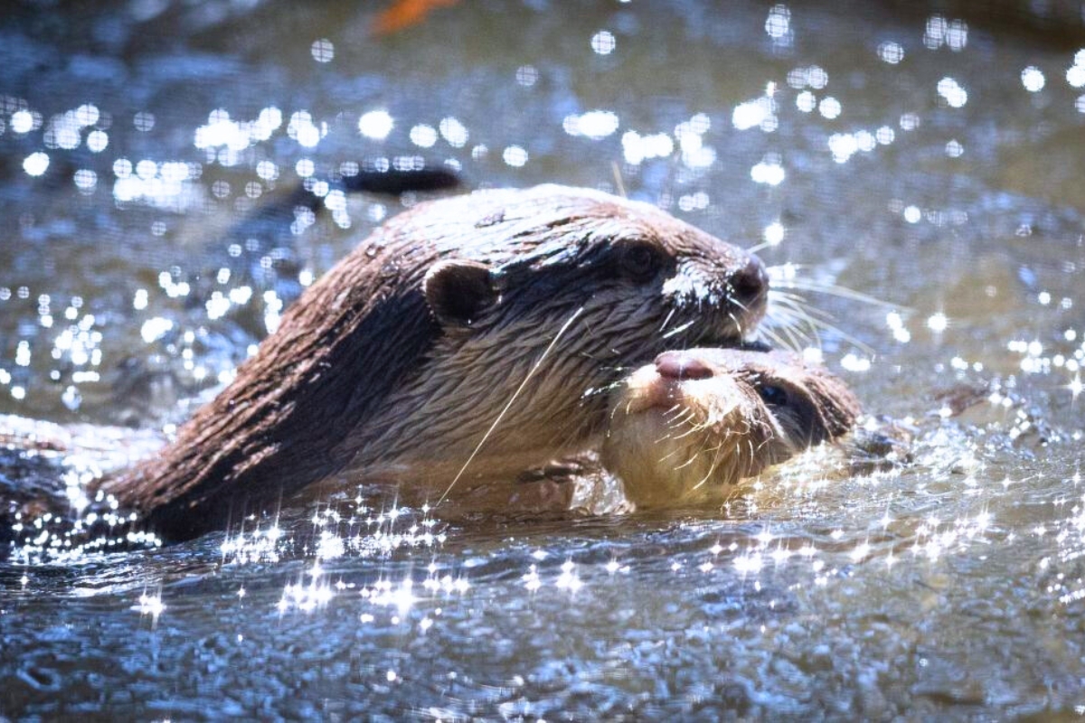 Otters Home