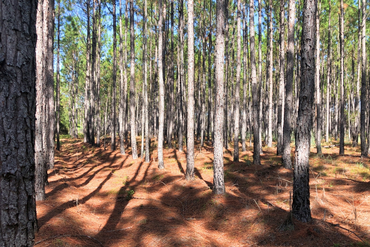 Alachua Conservation Trust sale to protect 1600 acres in Columbia County