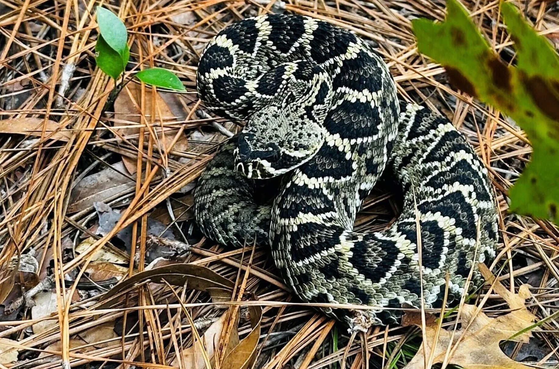 UF shares lessons learned from 20 years of treating snake bites