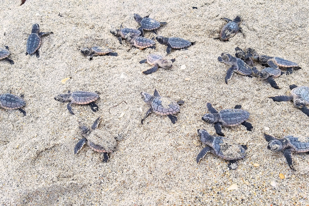 FWC shares reminder about nesting sea turtles, shorebirds for holiday ...