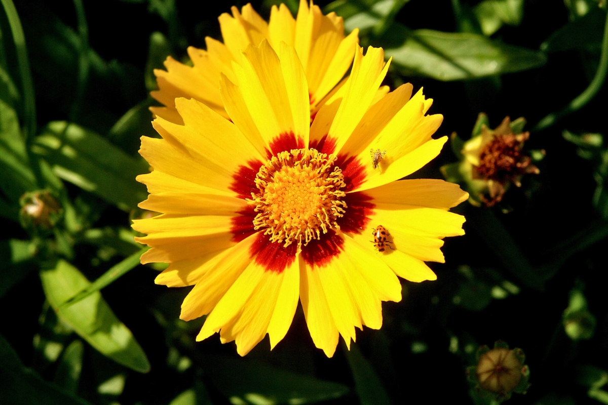 UF/IFAS experts break down the buzz on the myth of mosquito-repelling ...