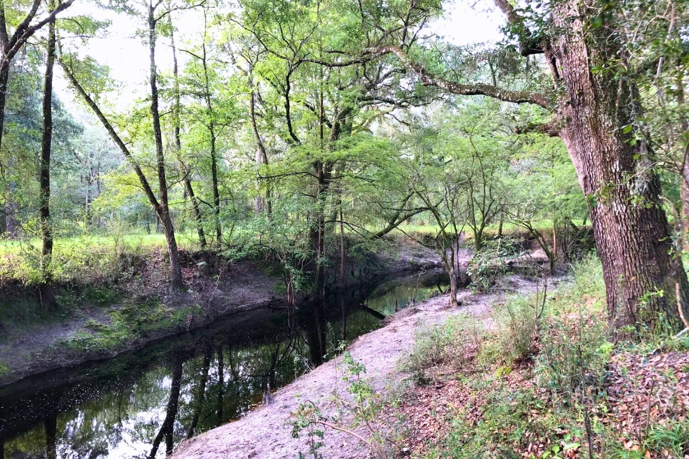 Alachua Conservation Trust acquires easement on Olustee Creek