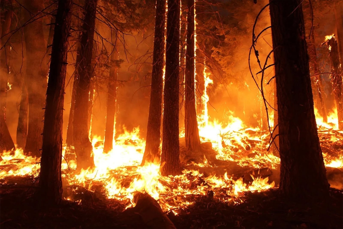 Levy County urges evacuations as Cow Creek Fire expands past 700 acres
